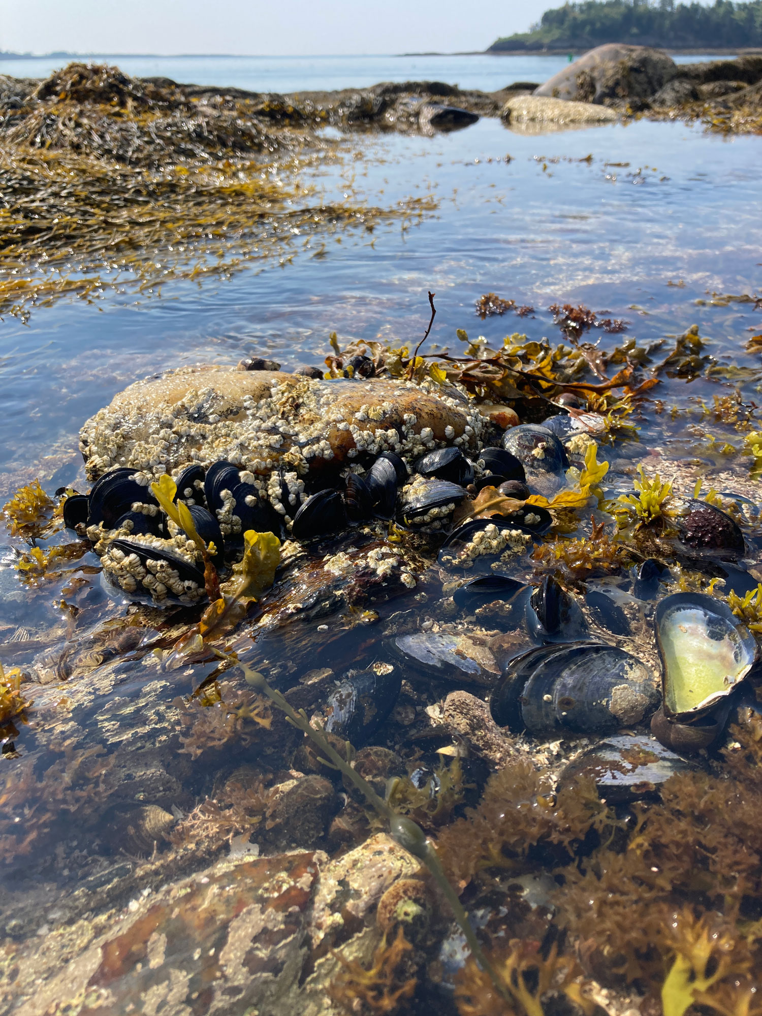 Potts Point Preserve - Harpswell Heritage Land Trust