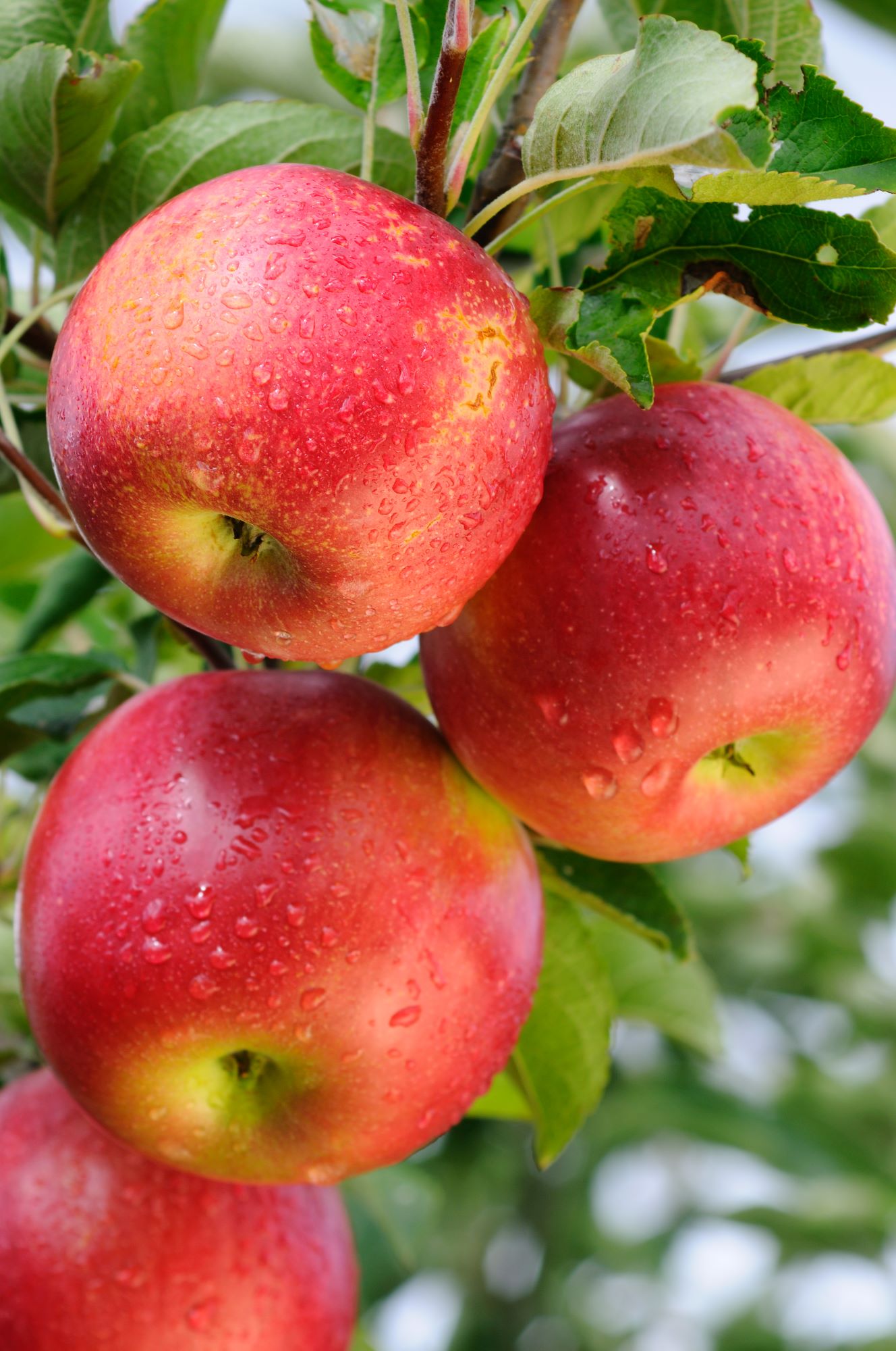 Nature Notes: The Apple Tree - Harpswell Heritage Land Trust