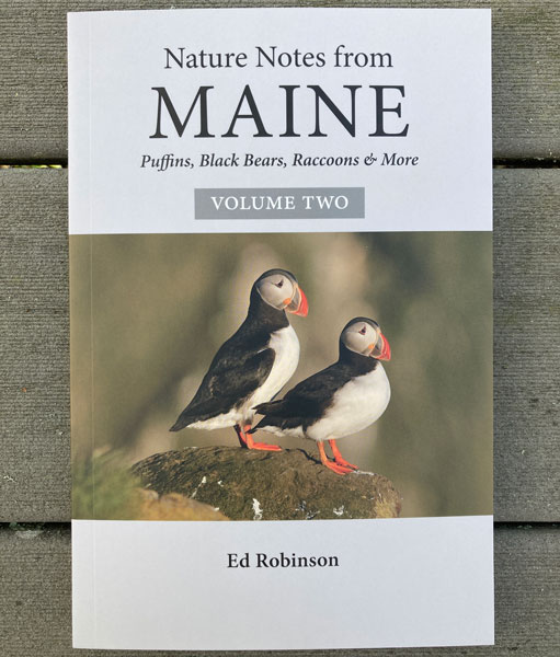 Nature Notes from Maine: Puffins, Black Bears, Raccoons & More ...